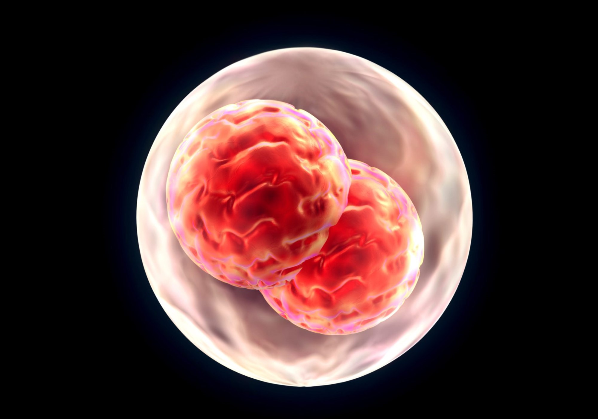 ‘Nature’ publishes two models that mimic human embryo development
